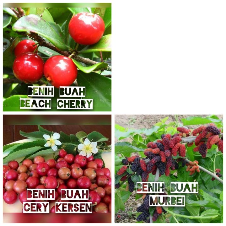 BIJI/BENIH TANAMAN BEACH CHERRY,BENIH TANAMAN CERI KERSEN,BENIH TANAMAN ...
