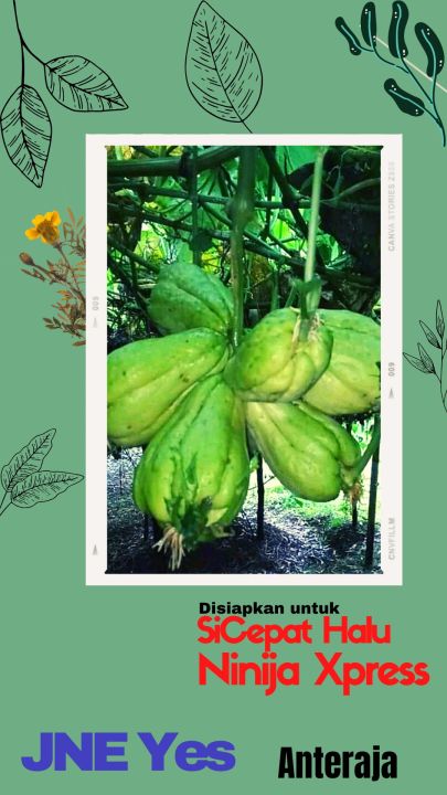 Buah Bibit Waluh Siam,Labu Siam Udah Bertunas | Lazada Indonesia
