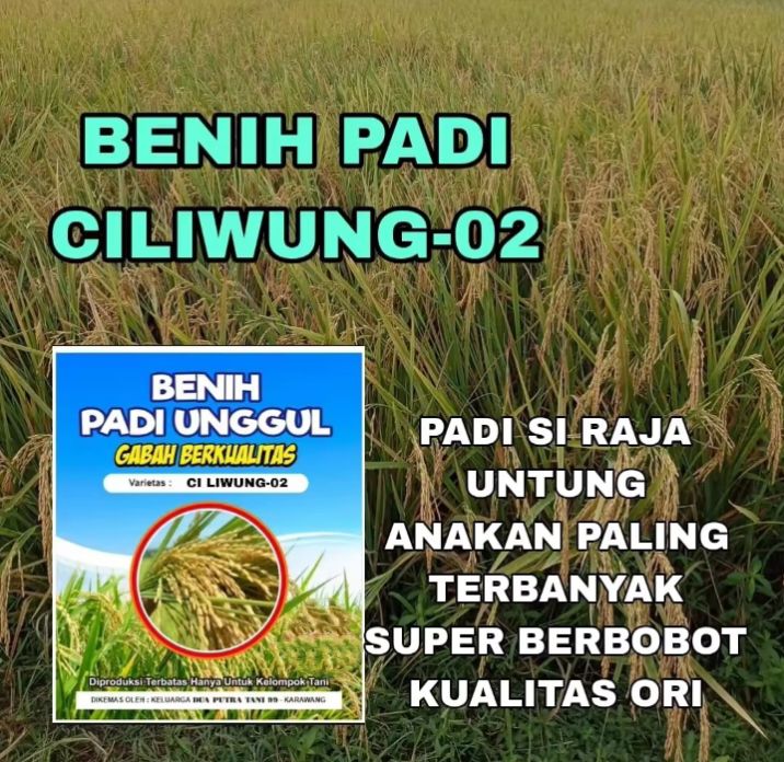 benih padi ciliwung 02 padi si raja untung kemasan 5kg | Lazada Indonesia