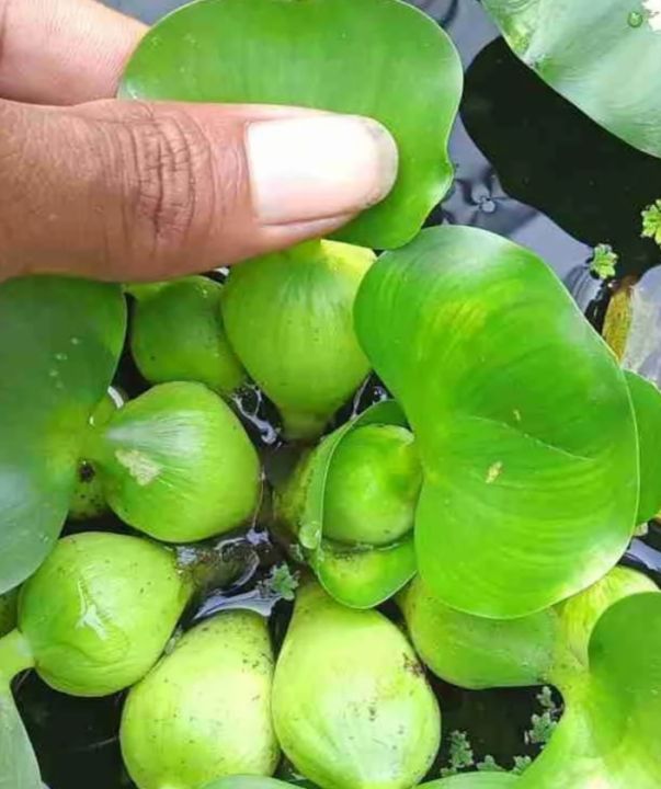 Enceng gondok tanaman air | Lazada Indonesia