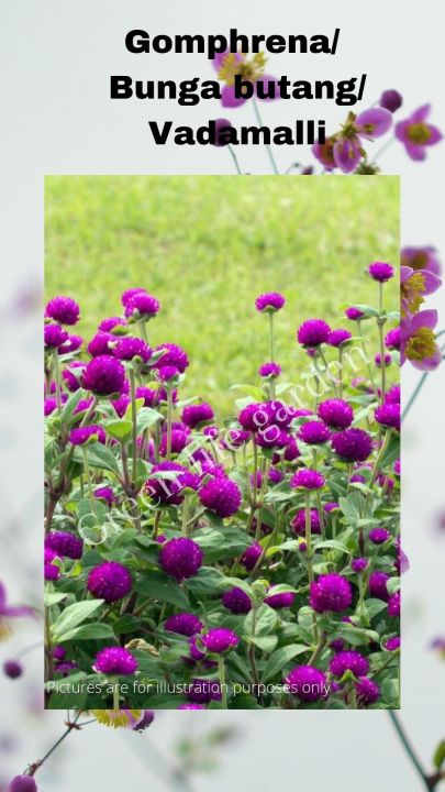[Tropical Mount ] Gomphrena globosa globe / Pokok Bunga Butang hidup ...