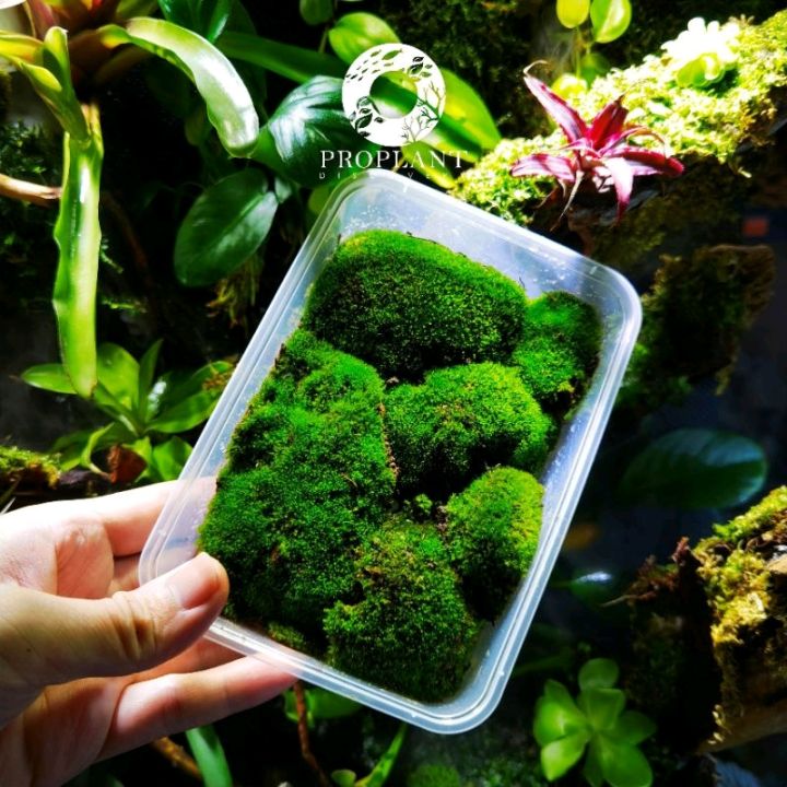 🔥Terrarium Moss🔥 Star Moss ( Terrarium Plant / Vivarium / Paludarium ...