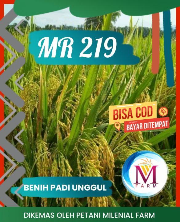 Benih padi mr 219 kemasan 1kg | Lazada Indonesia