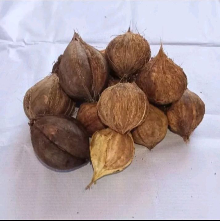 /bitoon seed gamot sa bukol/goiter cyst (1pc.) | Lazada PH