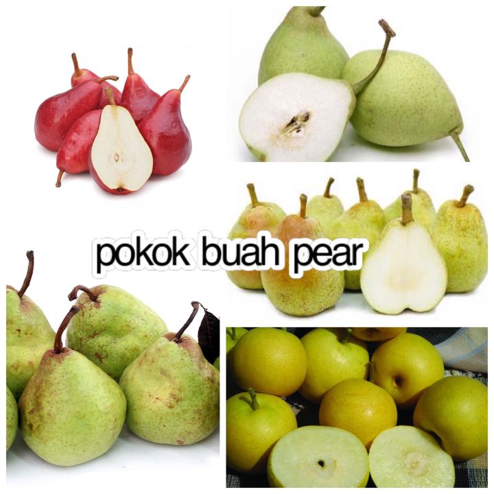Pokok buah pear (tut)- shinko, red anjou dan lain-lain | Lazada