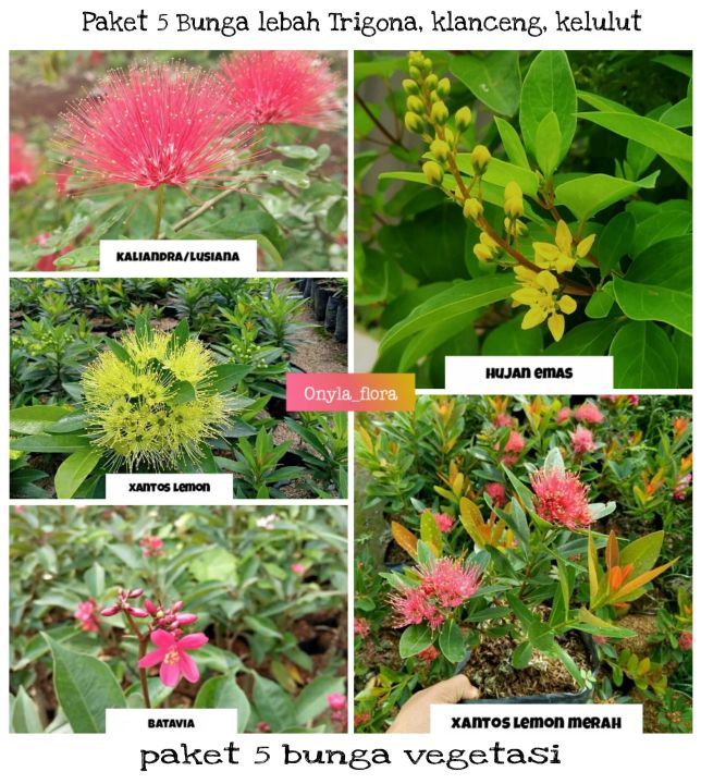 Paket 5 bunga lengkap - bibit bunga pakan lebah trigona,klanceng ...