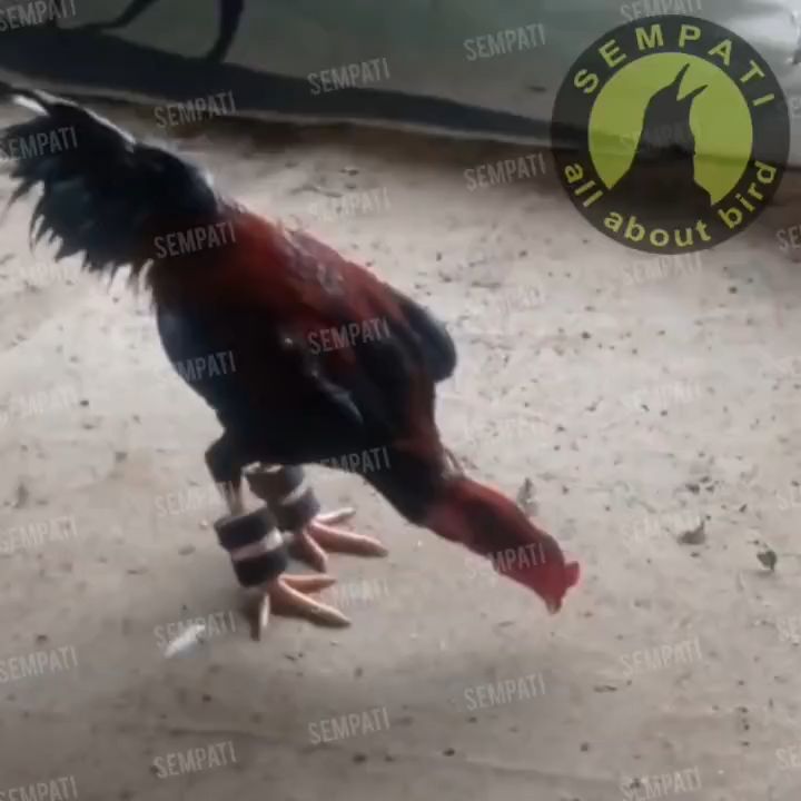 SEMPATI Barbel Ayam Jago Aduan Paket Begel Ayam Bangkok 500 Gram Satu ...