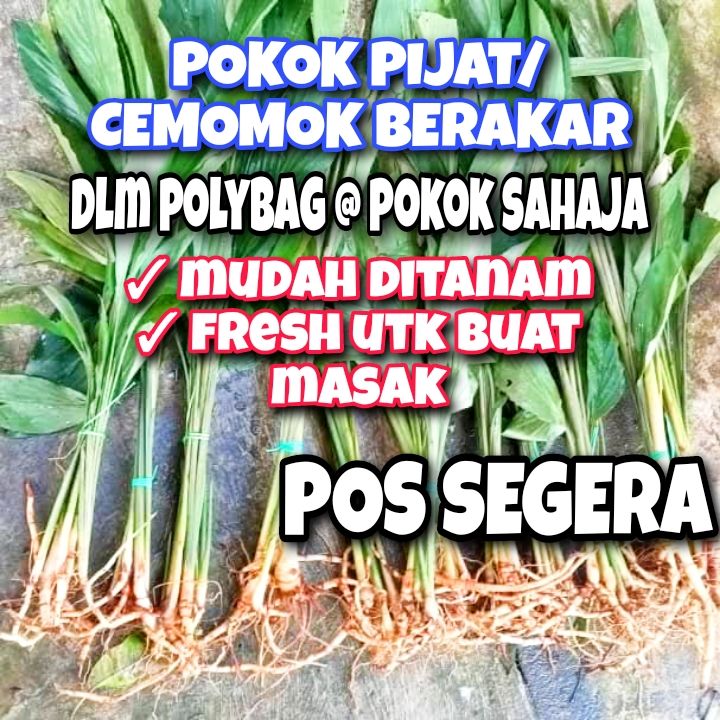Pokok cemomok pijat pepijat pokok kesing | Lazada