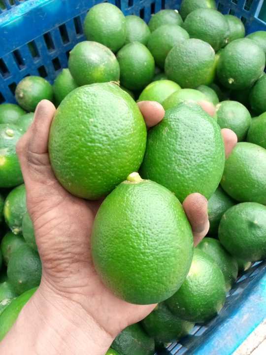 Promo Jeruk lemon California super jumbo hijo merona 3kg | Lazada Indonesia