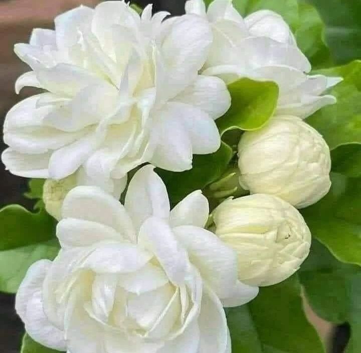 Bunga Melati bunga bulat /Tanaman hias | Lazada Indonesia