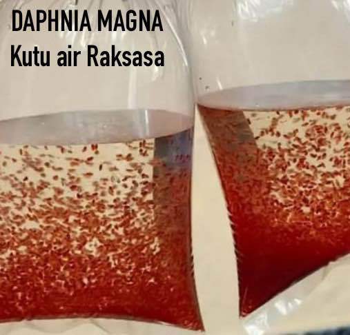 Daphnia Magna Kutu air raksasa | Lazada Indonesia