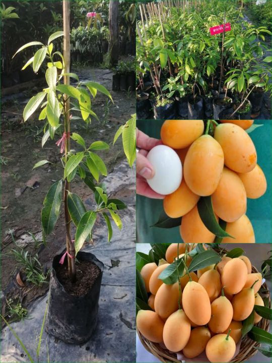 ต้นมะยงชิดทูนเกล้า 🌿เสียบยอด🌿สูง50-60 ซ🌿รับประกันสินค้าชำรุดเคลลลมฟรี🌿 ...