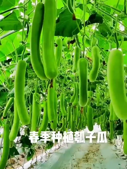 Long Bottle Gourd Seeds-25 Seeds Giant Long Variety Loofah Sponge Gourd ...