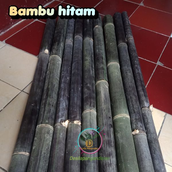 bambu hitam asli 5 batang panjang 100 cm diameter 5-6 cm | Lazada Indonesia