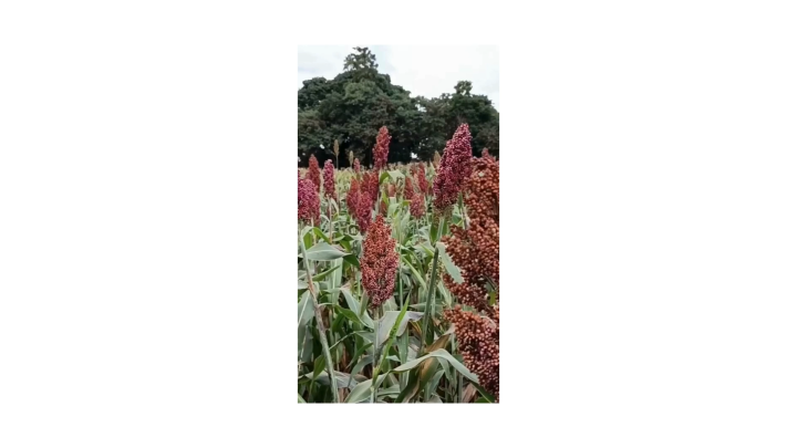 ( 1 Kg ) Benih Biji Sorgum Merah | Red Dari | Red Sorghum | Jagung ...