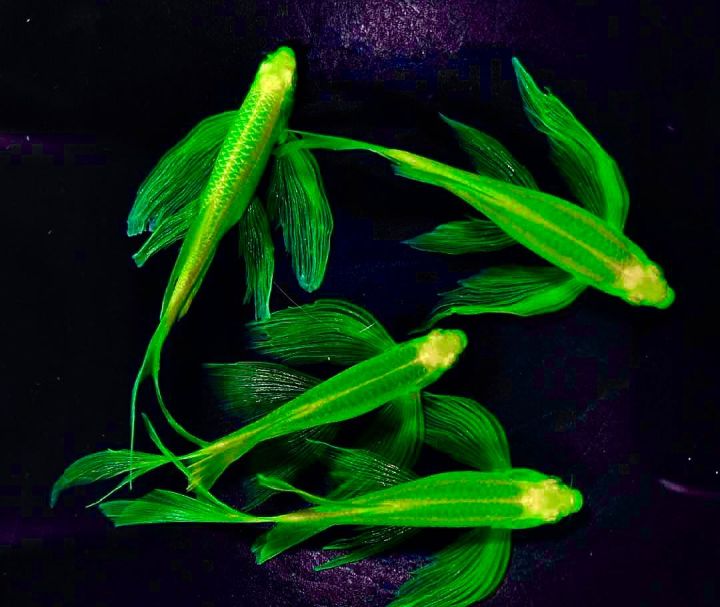 Danio Slayer Green mix,yellow,blue,purple Longfin freshwater fish (no d.o.a) | Lazada