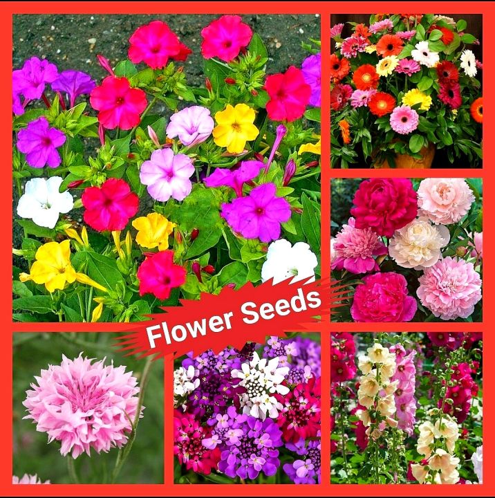 Berbagai Biji Benih Bunga - Various Flower Seeds - 各种花卉种子 | Lazada