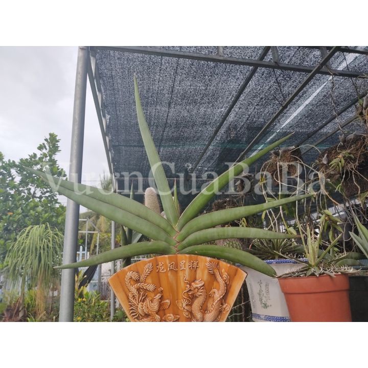 Lưỡi hổ lá cứng, dày, dài thẳng như thanh kiếm - Sansevierias Robusta Fat form | Lazada.vn