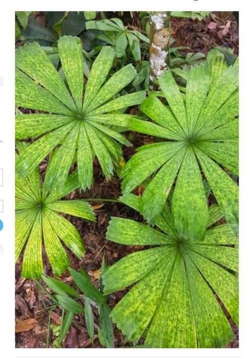 SOV, Licuala Maculata,Marvelous Palm , Mottled Palm , Rare Plant ...