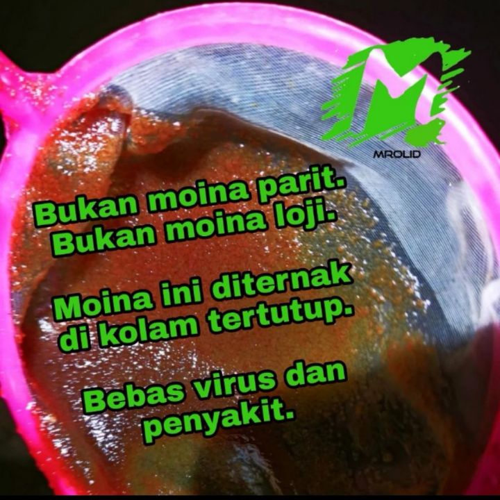 Moina Thai (Live fish food) | Lazada