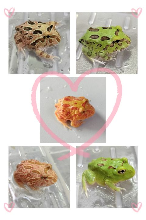 Live Pacman Frog Ceratophrys Cranwelli Green Chocolate Strawberry ...