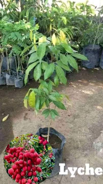 LYCHEE fruit tree seedlings /Li zhi guo/Litsiyas/ Litchi chinensis ...