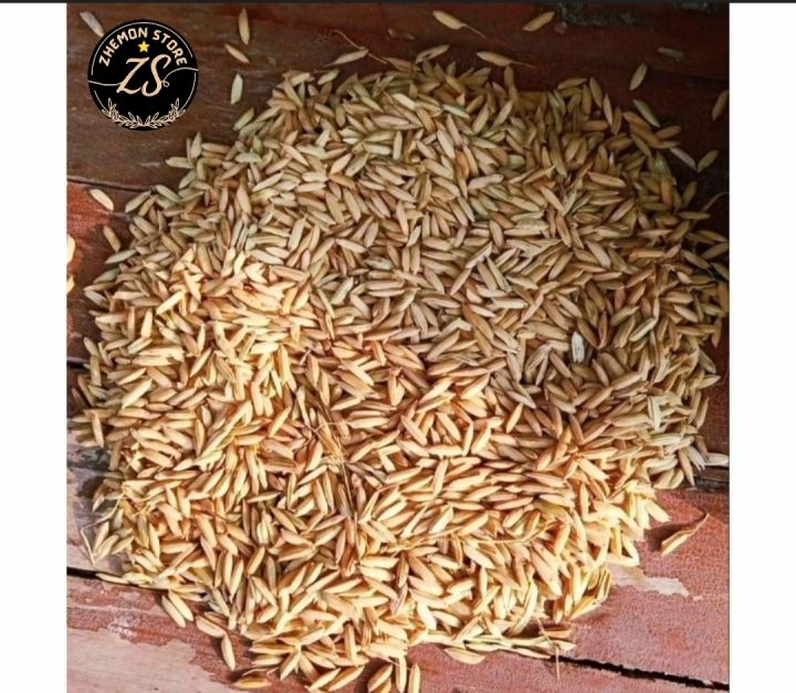 GABAH KERING 1 KG KUALITAS SUPER | Lazada Indonesia