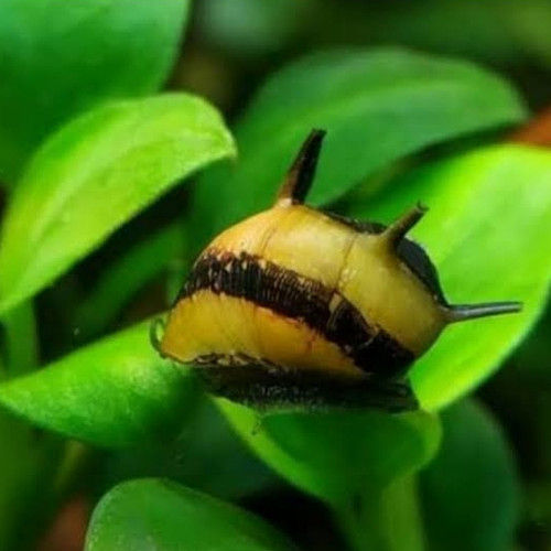 bumblebee horn snail /algae eater/ 蜜蜂角螺 0.5-1 cm | Lazada
