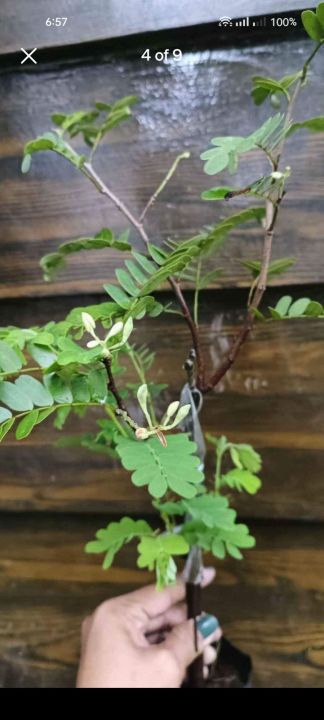 Sampalok Sweet Tamarind Grafted dwarf seedlings | Lazada PH