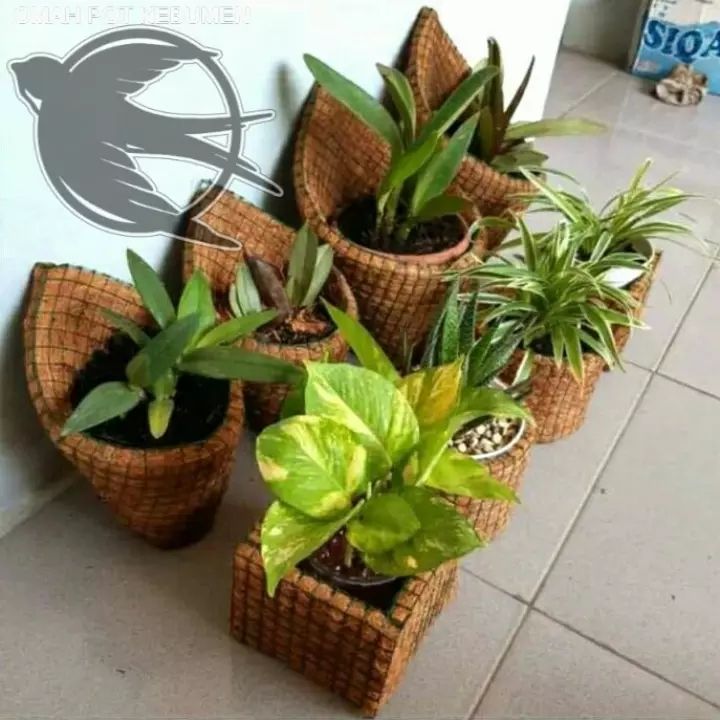 1 paket pot bunga anggrek sabut kelapa dan sabut kelapa murah | Lazada ...