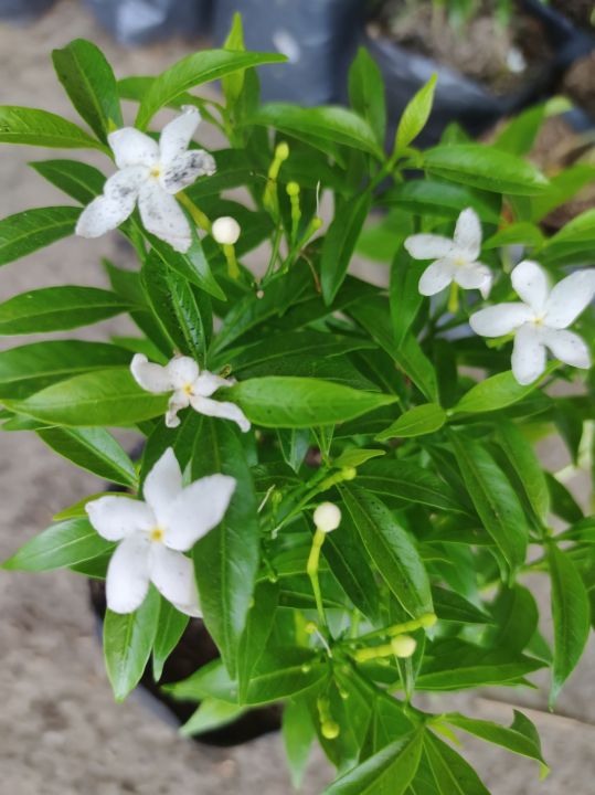 DWARF PANDAKAKI LIVE PLANTS ROOTED - CLOVERGREEN | Lazada PH