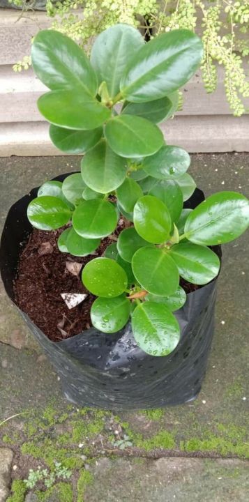 Ficus nana / dwarf carpa / money tree lucky . live plant. and stable ...