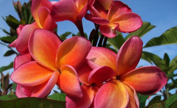 Pokok bunga kemboja keratan Dark Red/white/pink frangipani plumeria ...