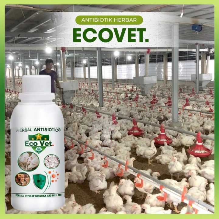 ECOVET solusi terbaik untuk memperkuat ketahanan untuk ternak unggas ...