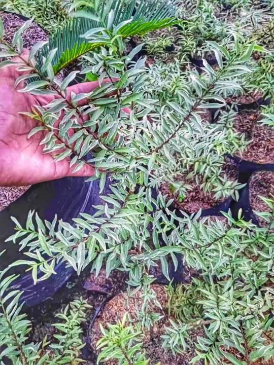 Rare Japanese Suamei (Silver) Water Jasmine Plant 1Ft in height | Lazada PH