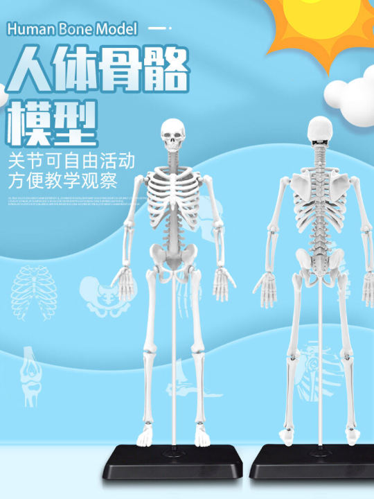 Disassembly Human Skeleton Model Muscular System Framework Internal ...
