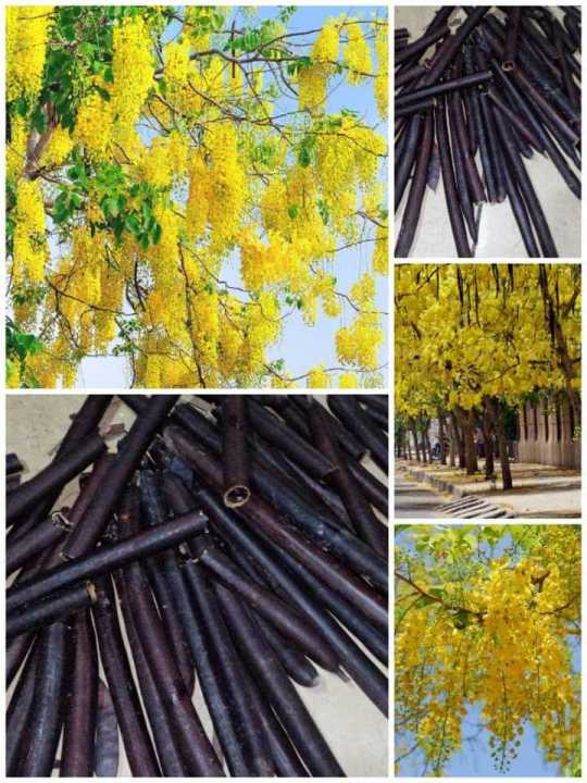 Golden shower tree seeds for planting (100 seeds) | Lazada PH