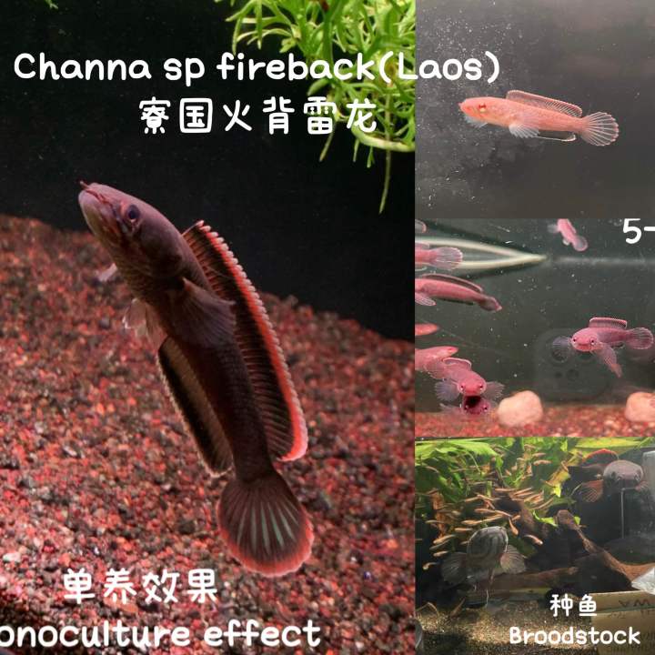 Channa sp fireback(Laos) 寮国 火背 雷龙鱼(live fish ikan hidup 观赏鱼) | Lazada