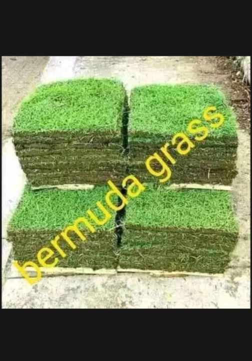 Bermuda grass ( PER BLOCK ) -l☘️ LIVE GRASS ☘️ ROOTED READY TO INSTALL ...
