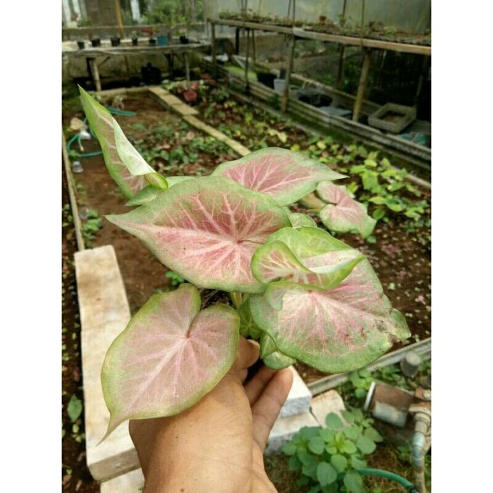 Caladium/Keladi Hybrid | Lazada Indonesia
