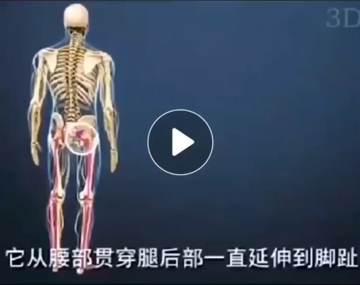 Sciatica & Lumbar Back Pain Relief Patch - Deep Muscle Healing Plaster ...