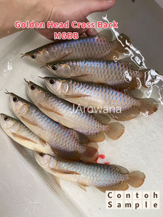 Golden Head Cross Back MG Blue Base Arowana **8inch** Ikan Kelisa 金头过背蓝底金龙鱼 | Lazada