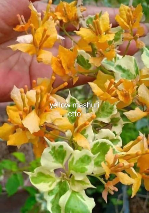 BOUGAINVILLEA ROOTED MASHURI SERIES | Lazada PH