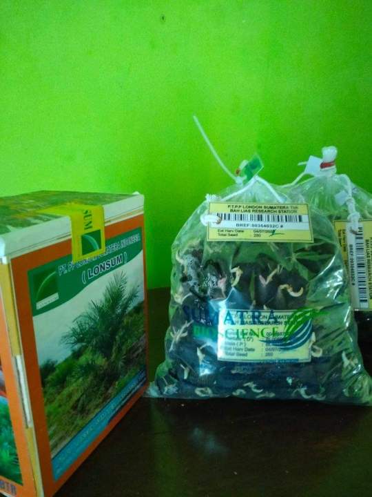 bibit kecambah sawit LONSUM paket | Lazada Indonesia