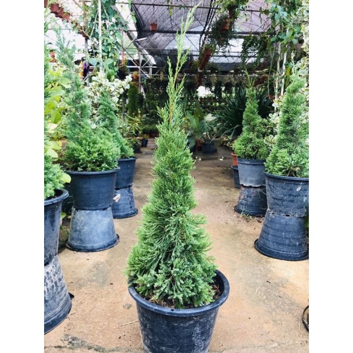 Anak Pokok Pencil Pine / Pokok Krismas | Lazada