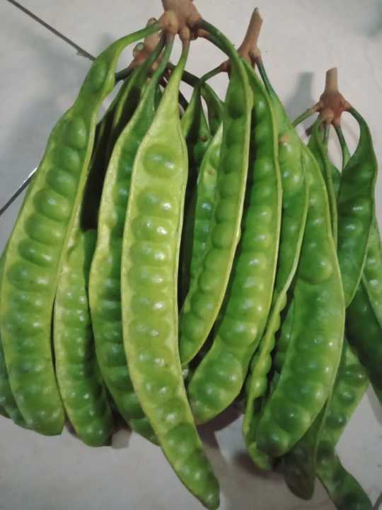 buah sayur pete /petai super 10 papan / kris murah | Lazada Indonesia