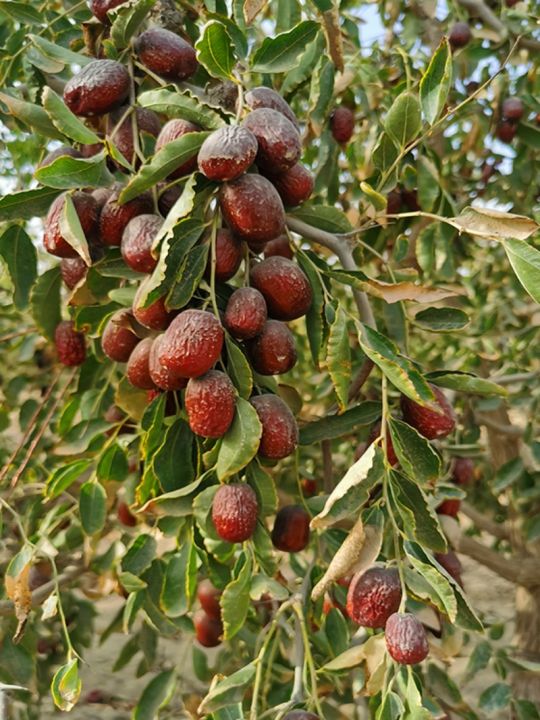 Specialty Xinjiang Ruoqiang Grey Date New Large Red Date Farmhouse Self ...
