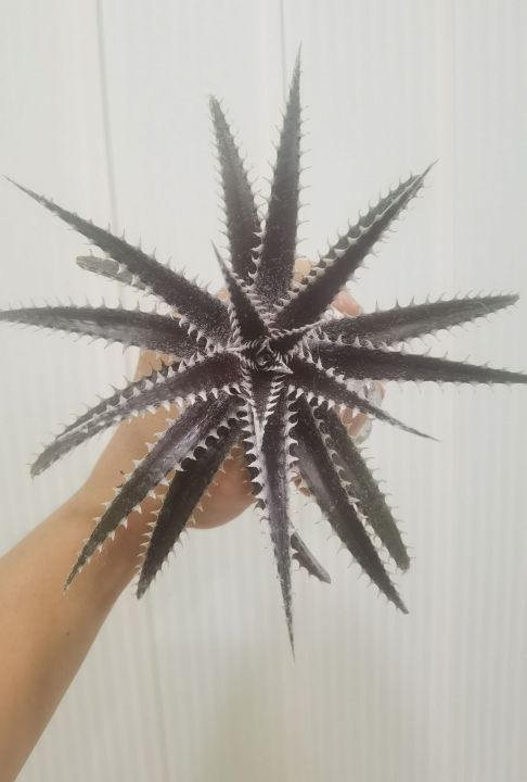 bromeliad cryptanthus Dyckia Silvertooth Tiger | Lazada