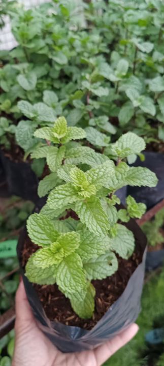 Peppermint Mentha Piperita live Plant seedlings | Lazada PH