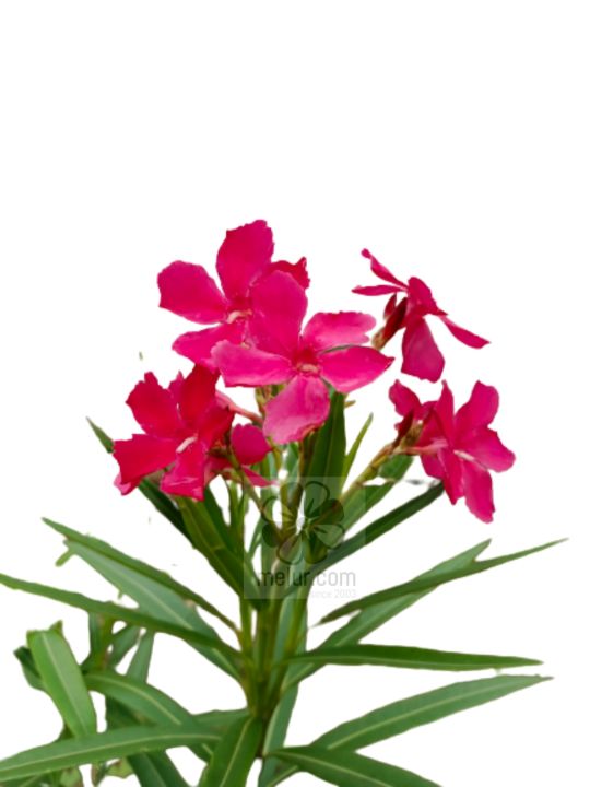 MDC- Anak Pokok Oleander Merah / Nerium Oleander Red Plant / 欧洲夹竹桃 | Lazada